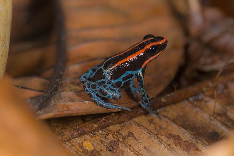 'Like being in a David Attenborough documentary': U of T students ...